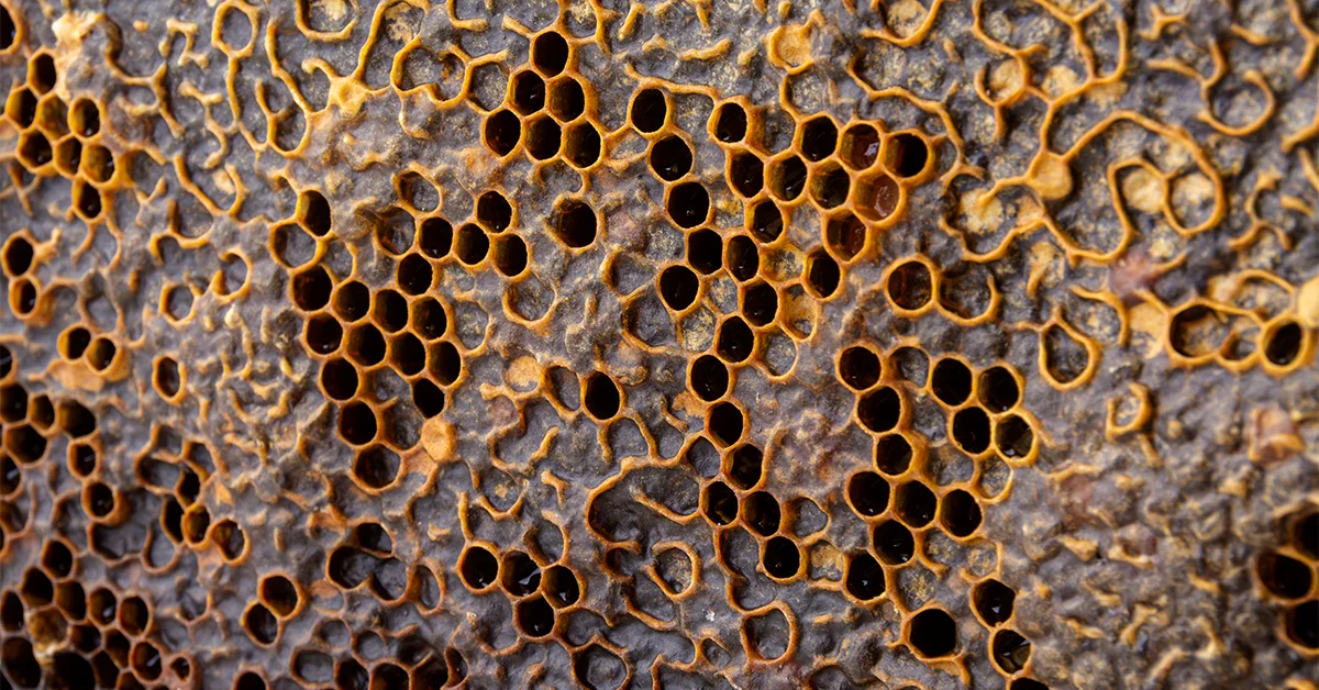 Inside The Hive: The Fascinating Journey Of Bee Eggs