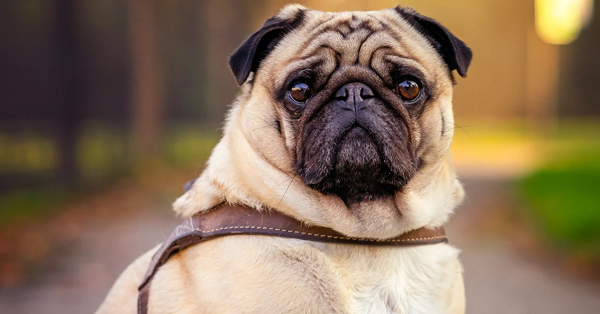 Classic Charm: Why Retro Pug Breeding Is Gaining Popularity